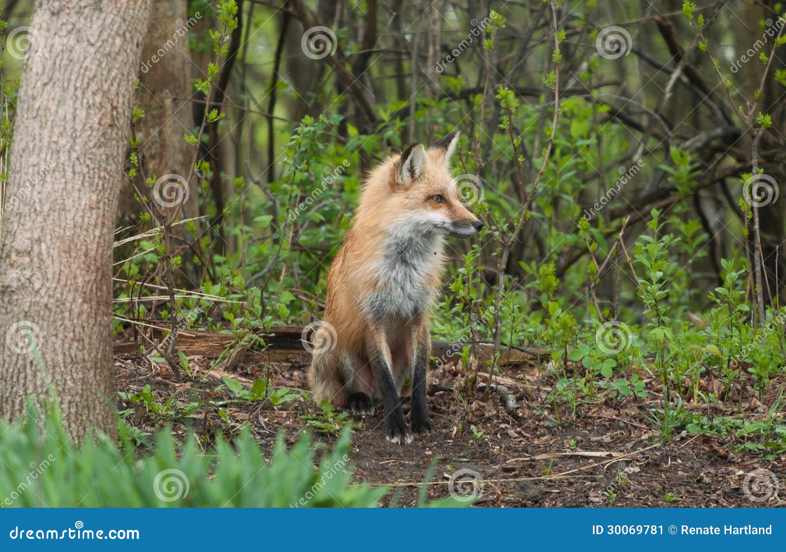 Red Fox stock image. Image of brown, looking, trees, fuzzy - 30069781