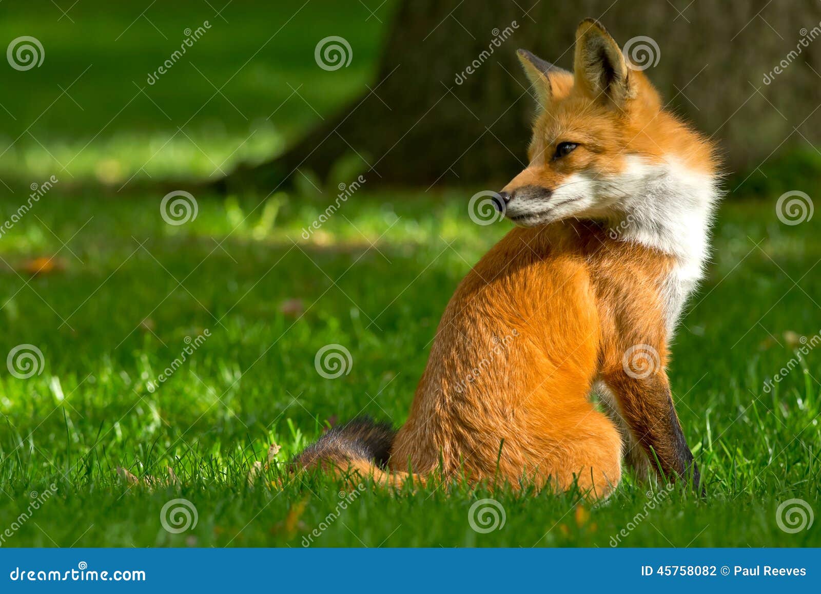 Red Fox - Vulpes vulpes stock photo. Image of environmental - 45758082