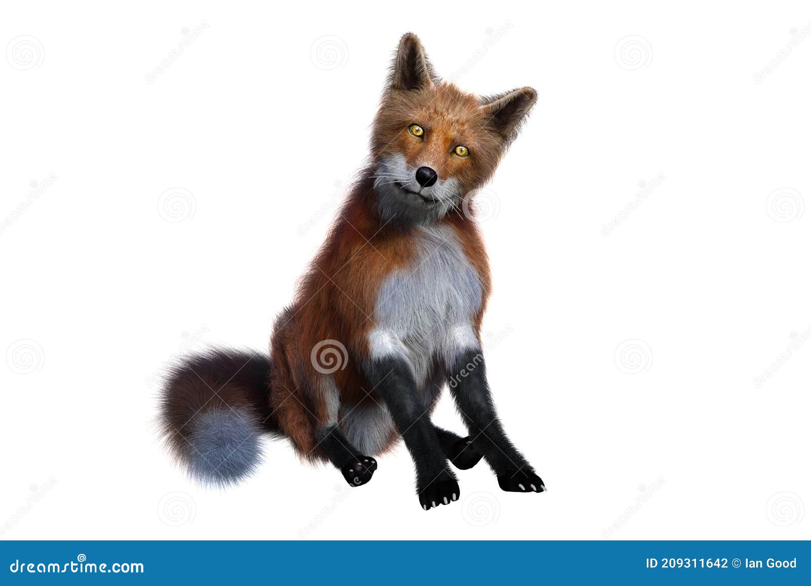 Red Fox Sitting and Looking Straight Ahead. Stock Photo - Illustration ...