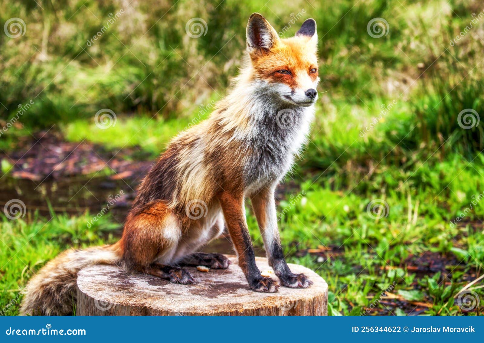 Red Fox sitting and posing stock photo. Image of carnivore - 256344622