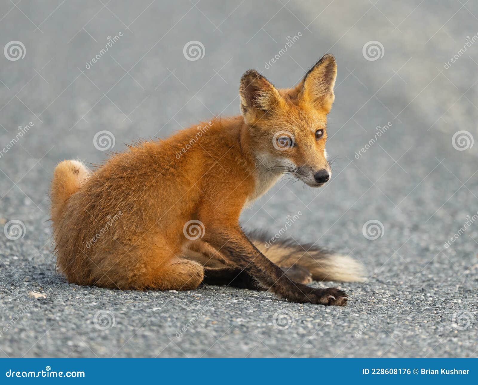 Red Fox Sitting in the Road Stock Photo - Image of shot, mammal: 228608176