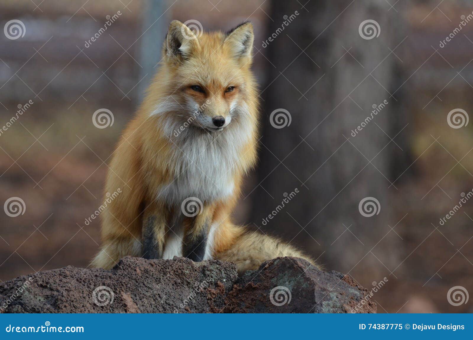 Red Fox Sitting on a Rock stock image. Image of mammal - 74387775