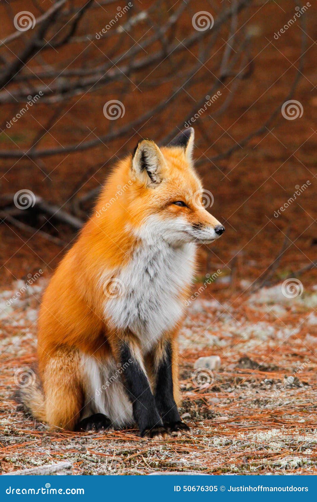 Red Fox Sitting stock image. Image of forest, sitting - 50676305