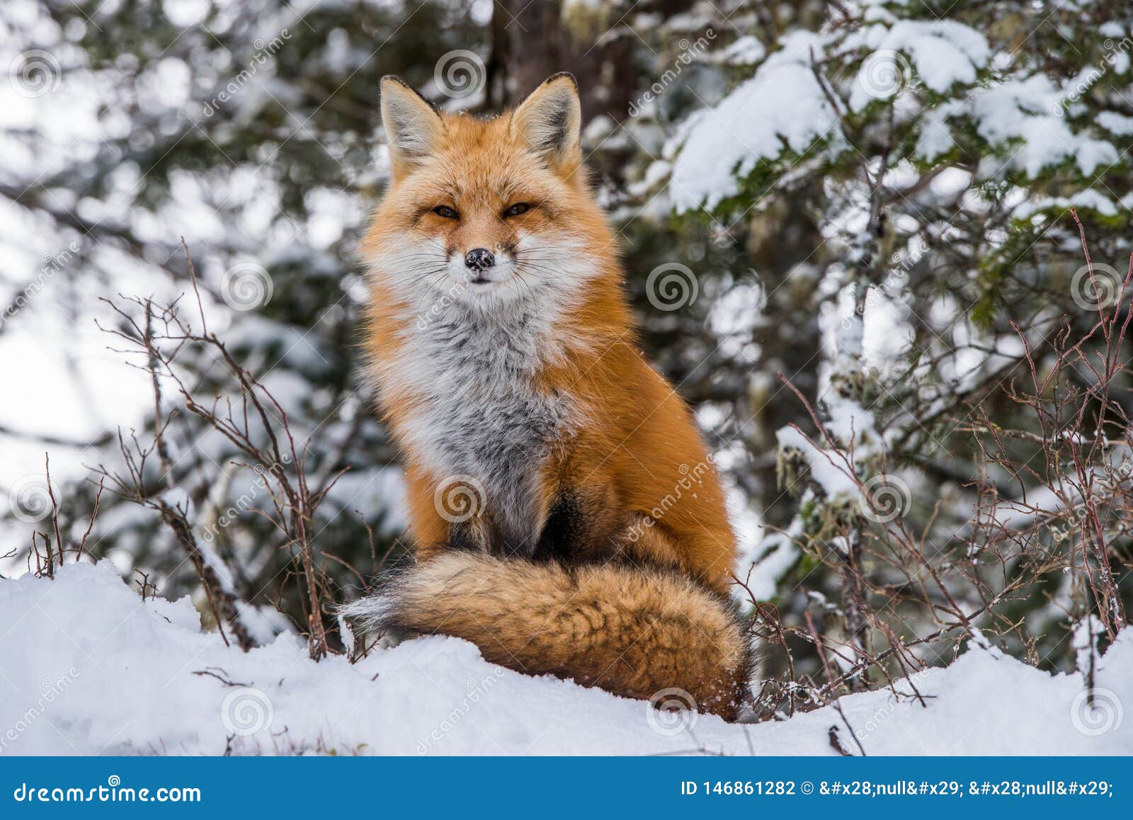 Red Fox Vulpes Vulpes Sitting Stock Photo - Image of mammal, contact ... Red Fox Vulpes Vulpes Sitting Stock Photo - Image of mammal, contact ...