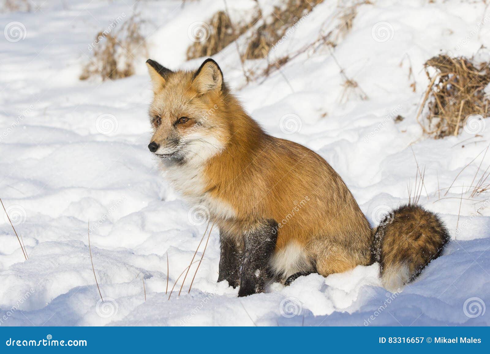 Red fox sitting in snow stock image. Image of outdoors - 83316657