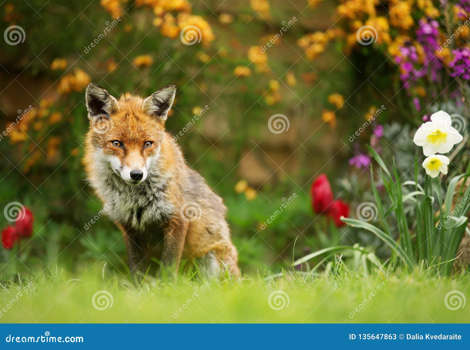 Red Fox Sitting among Spring Flowers Stock Image - Image of behaviour ...