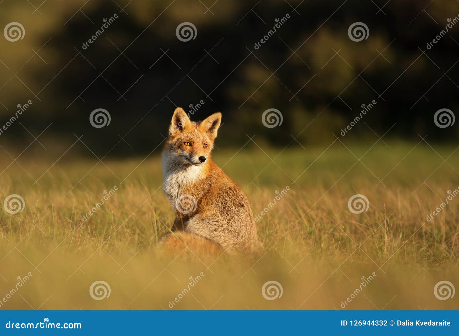 Red Fox Sitting on a Sunny Day Stock Photo - Image of horizontal ...