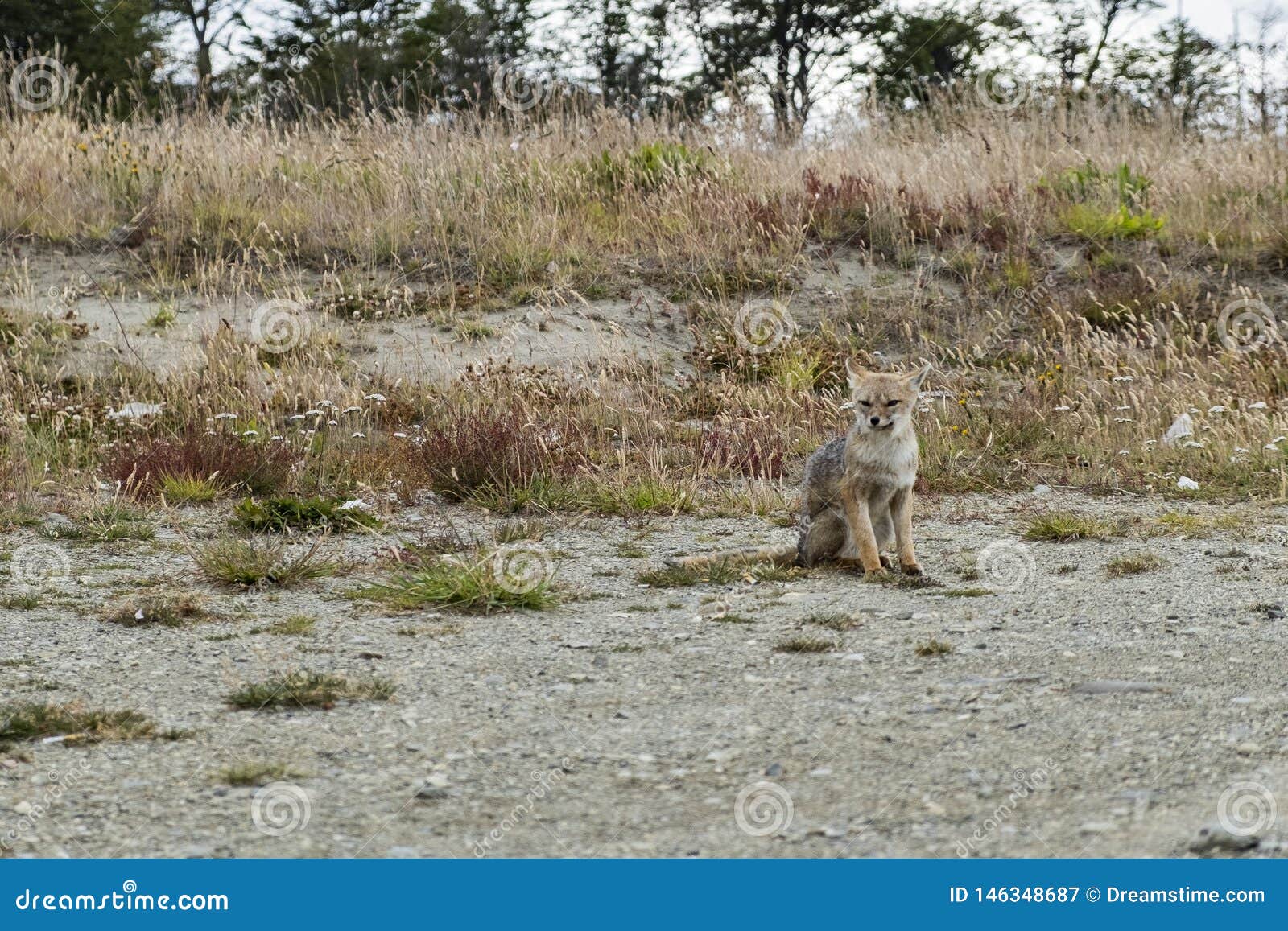 Red Fox Sitting. Patagonia, Argentina Stock Image - Image of predator ...