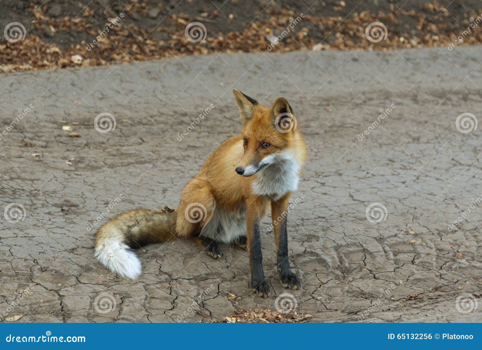 Red fox sitting. stock photo. Image of nature, buiten - 65132256
