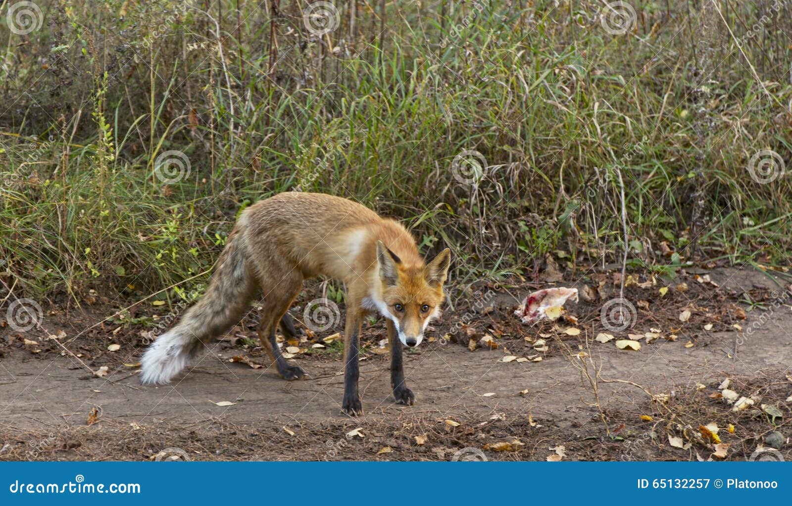 Red fox sitting. stock image. Image of enthusiast, outdoors - 65132257