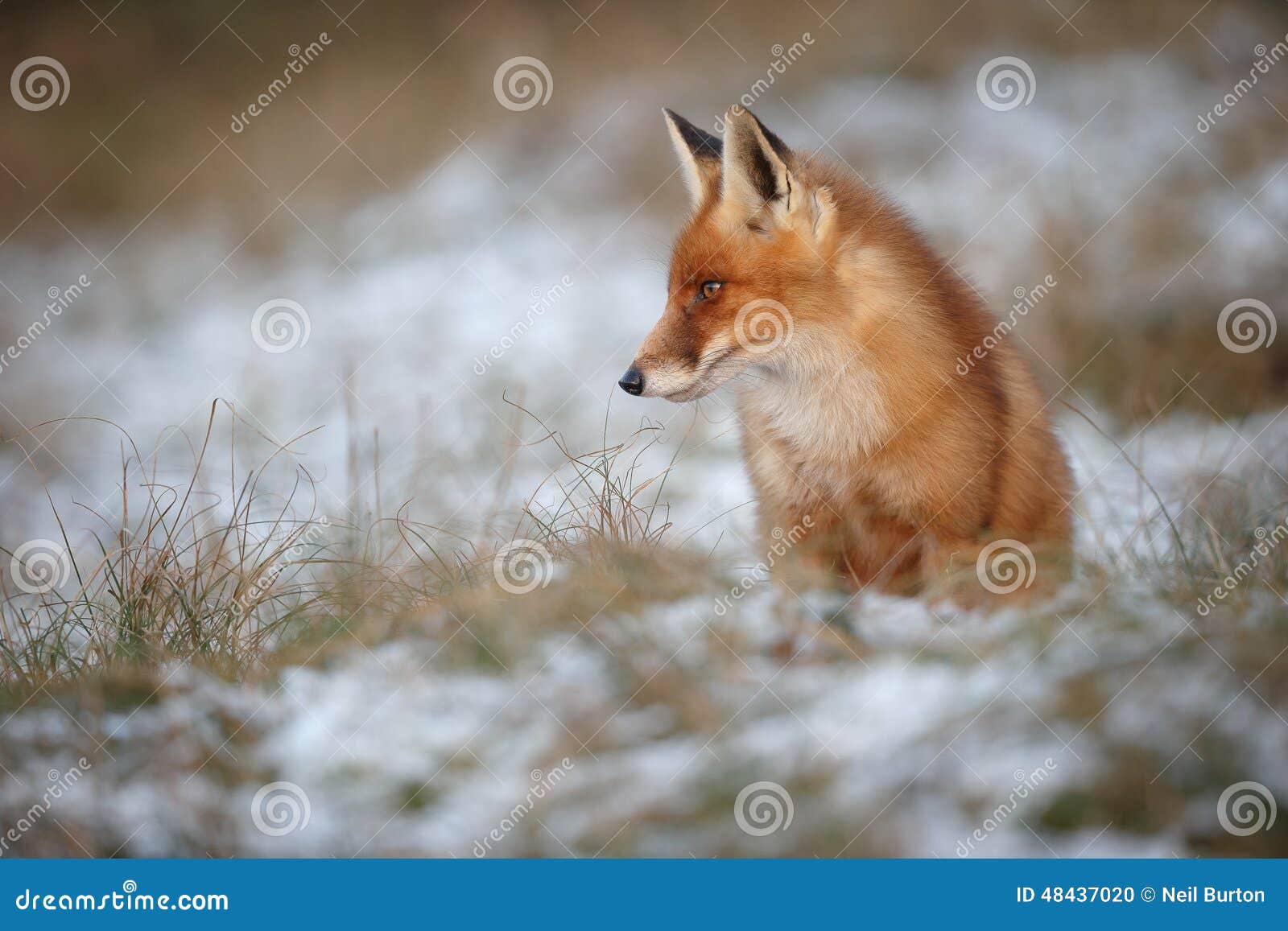 Red Fox Sitting in Wonter Snow Stock Photo - Image of female, outdoors ...