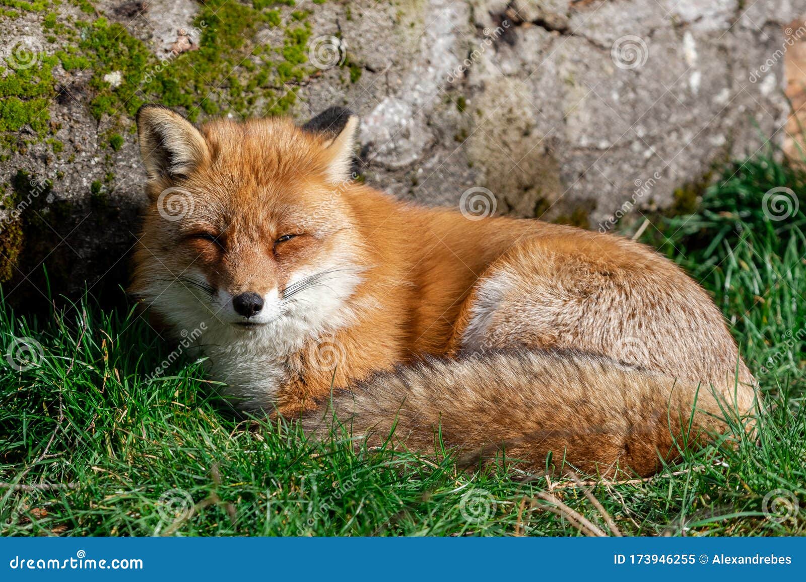 Red Fox Sleeping in the Forest Stock Image - Image of forest, outdoor ...