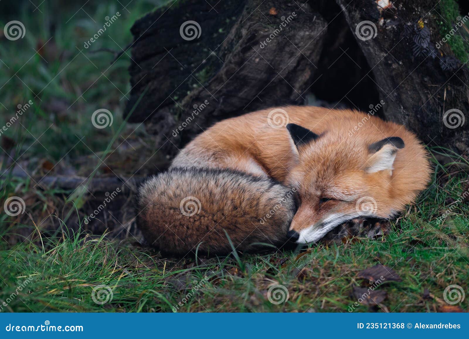 A Red Fox Sleeping in the Forest Stock Photo - Image of vulpes, furry ...