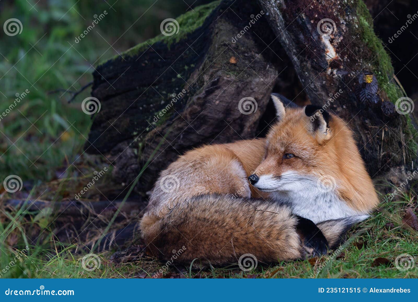 A Red Fox Sleeping in the Forest Stock Image - Image of hunter, hunt ...