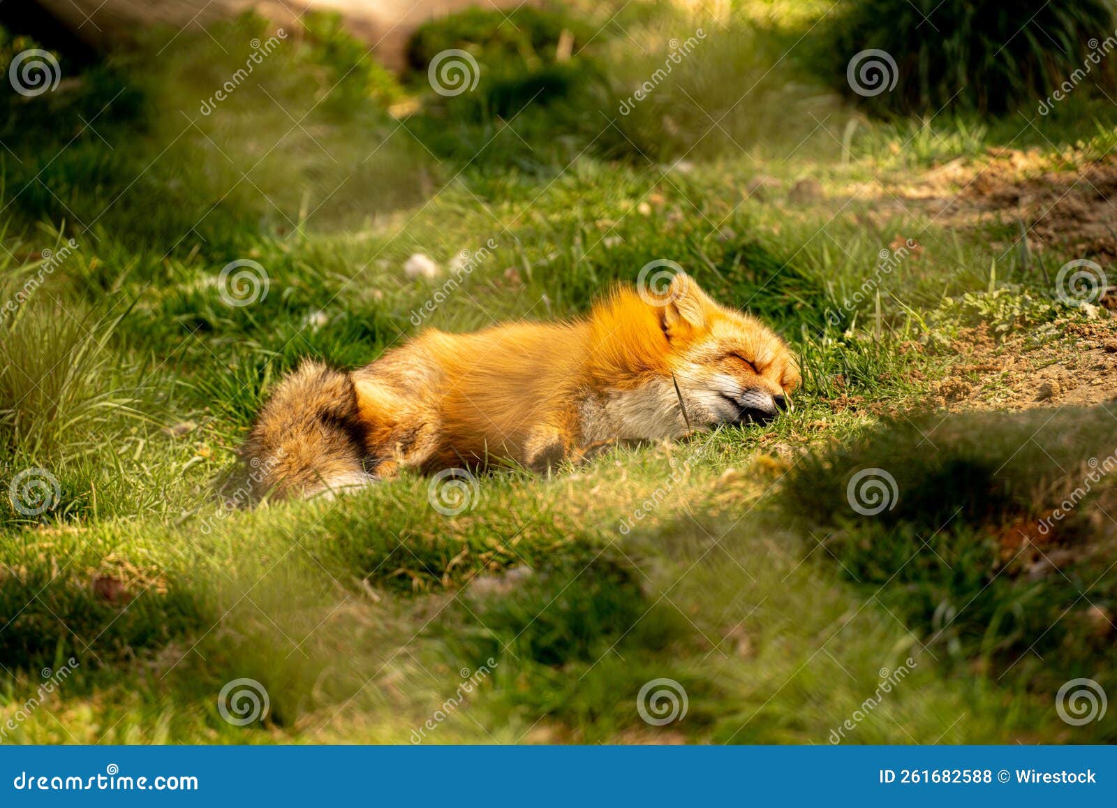 Red Fox Sleeping on Green Grass Under the Sun Stock Photo - Image of ...