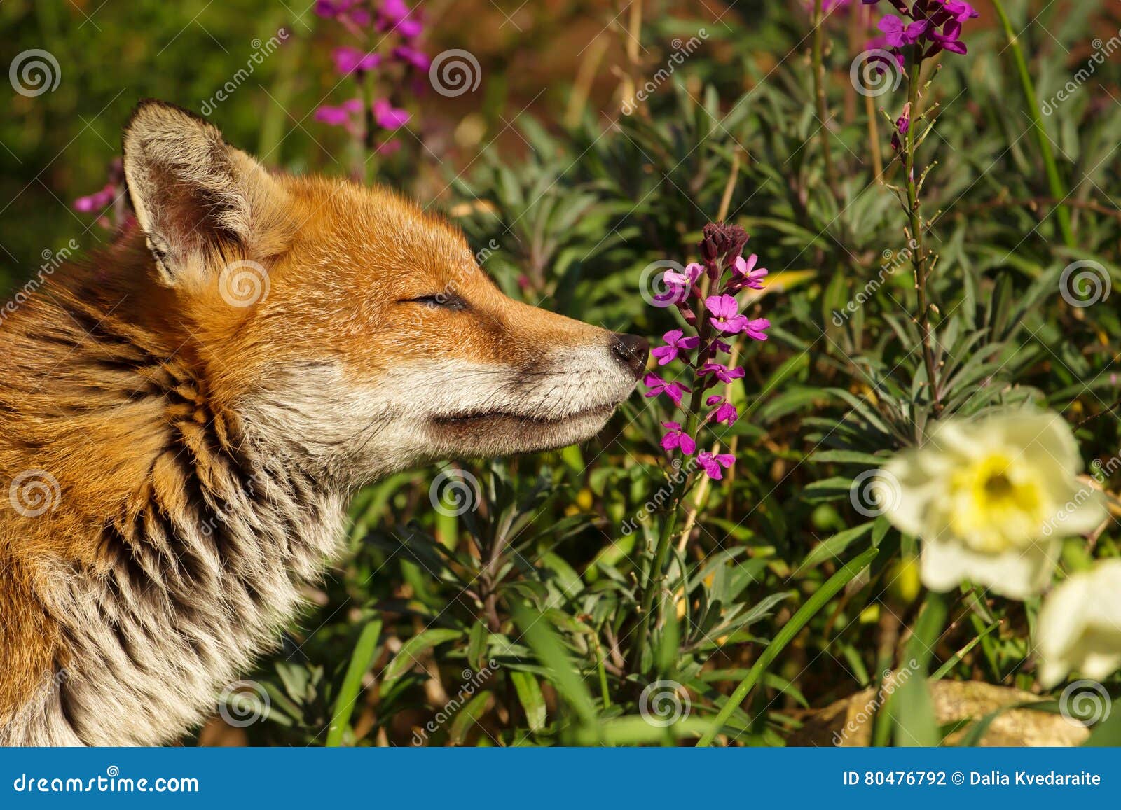 Red Fox Smelling the Flower Stock Photo - Image of flowers, adult: 80476792