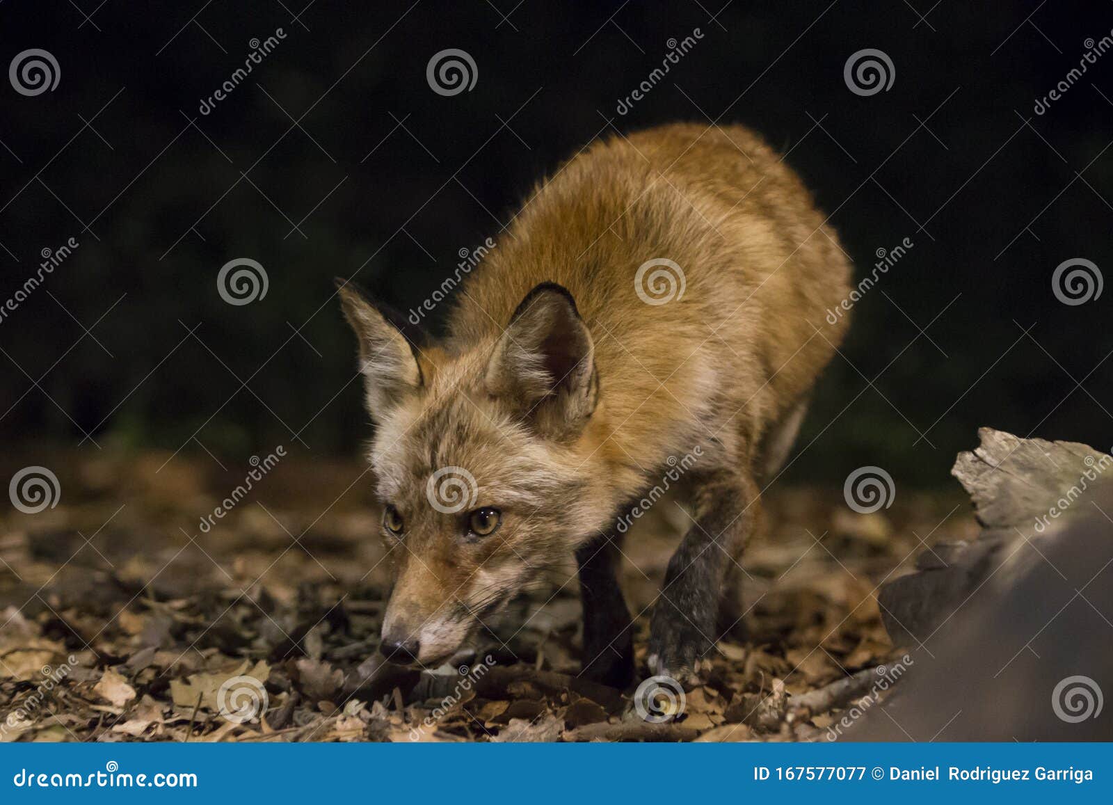Red Fox Smelling the Forest Floor Stock Image - Image of iris, europe ...