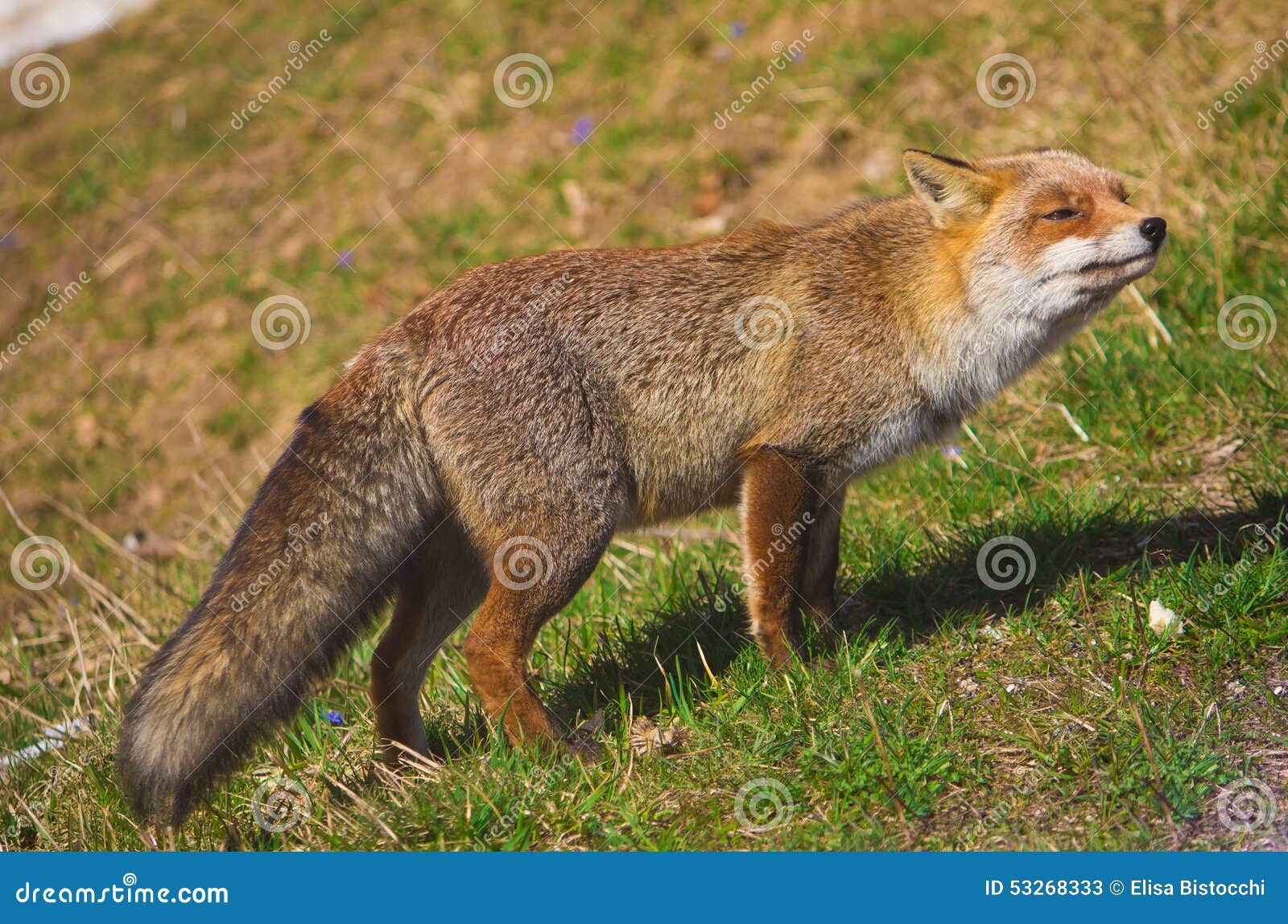 Red fox smelling the grass stock image. Image of bushy - 53268333