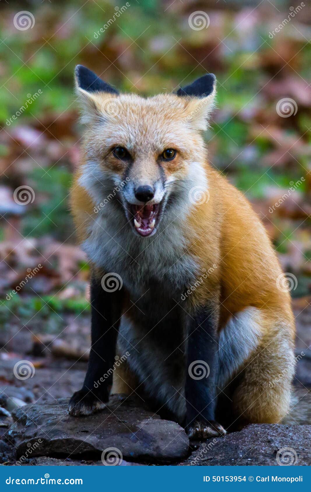 Red Fox snarl stock photo. Image of fuzzy, seated, ears - 50153954