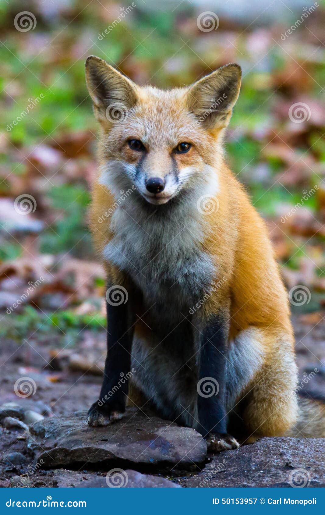 Red Fox snarl stock image. Image of seated, fuzzy, snarl - 50153957