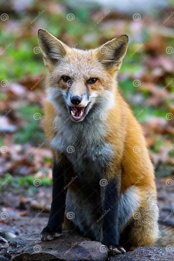 Red Fox snarl stock image. Image of teeth, paws, fuzzy - 50153965