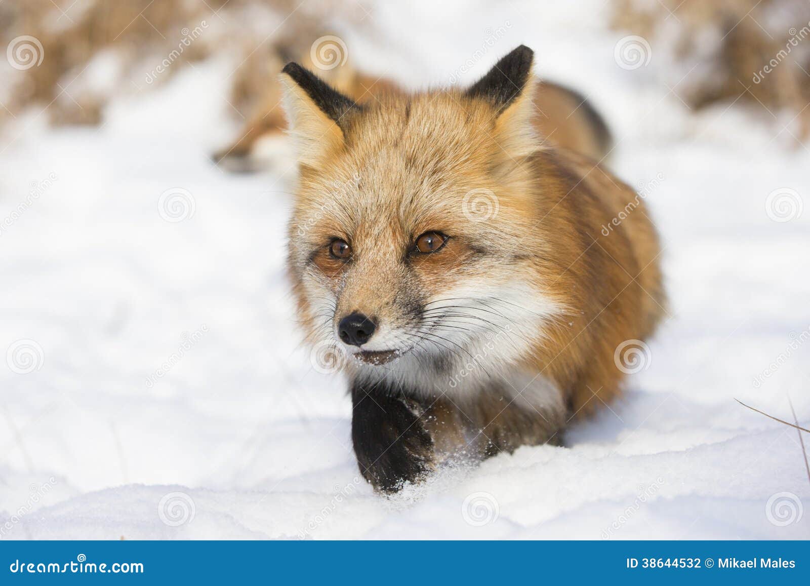 Red Fox Sneaking through the Snow Stock Photo - Image of america ...