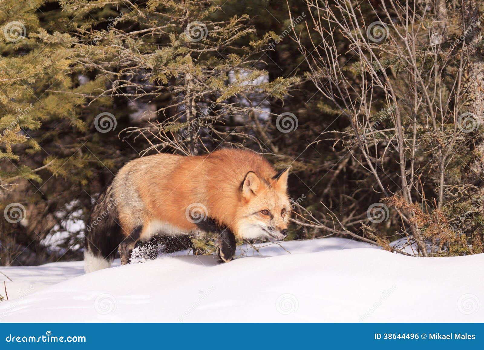 Red Fox Sneaking through Trees Stock Photo - Image of renard, trees ...