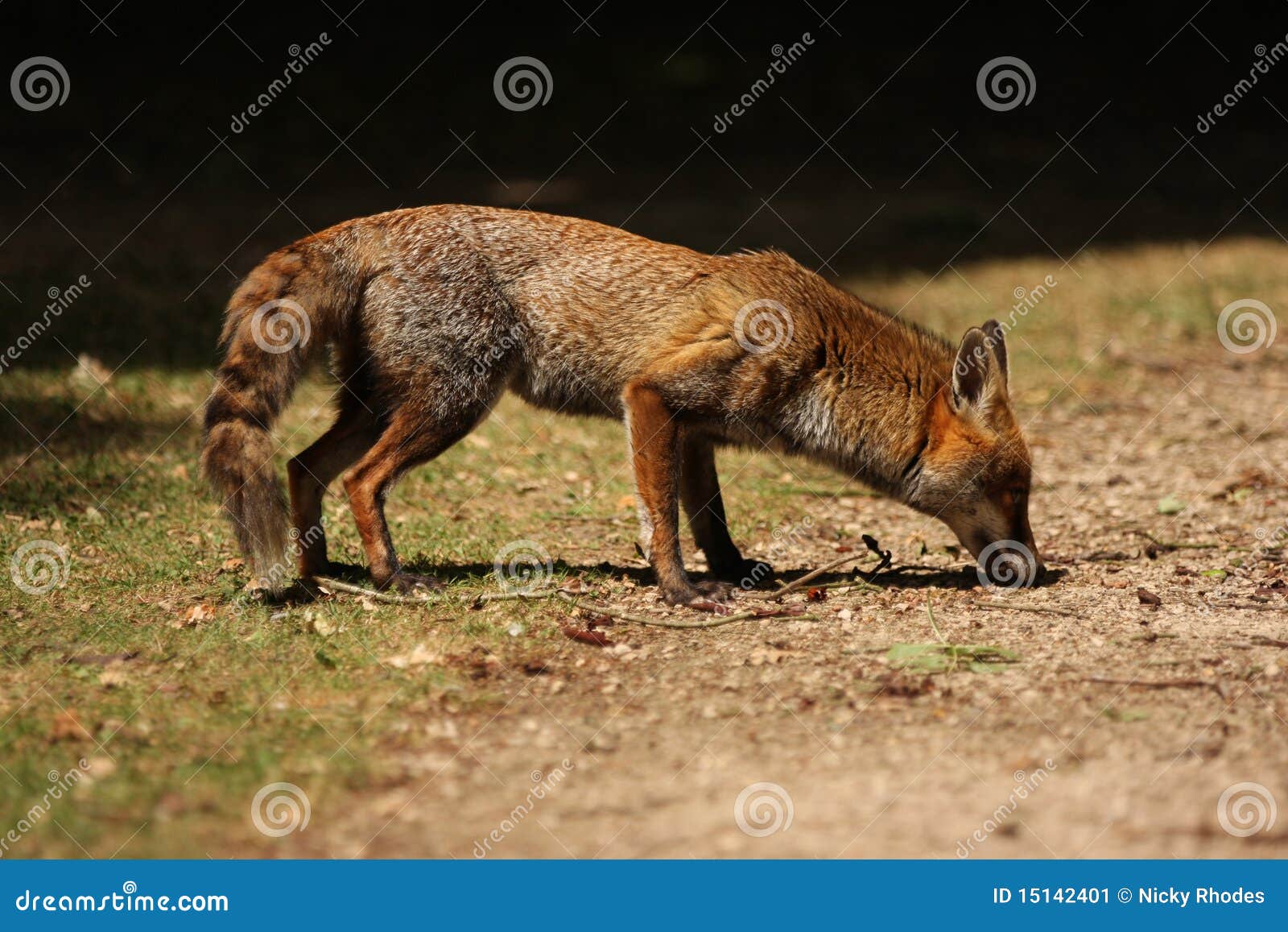 Red Fox Sniffing Royalty-Free Stock Photo | CartoonDealer.com #15142401