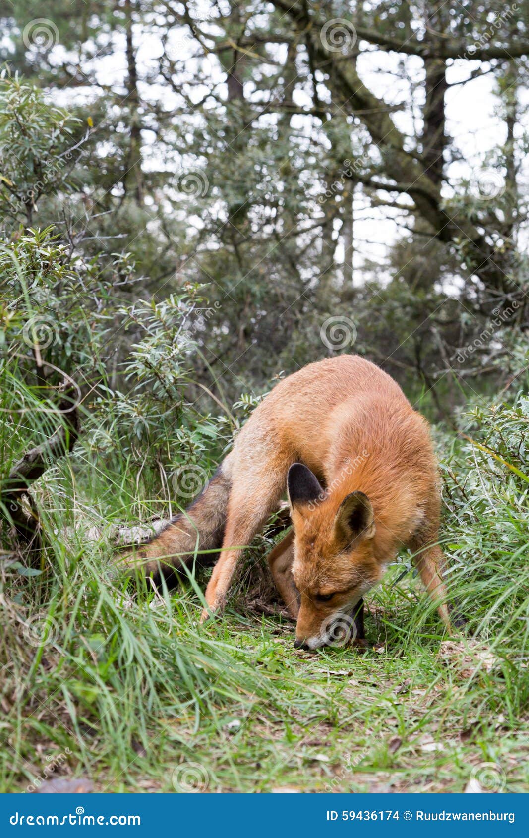 Red Fox. stock photo. Image of sniffing, wildlife, mammal - 59436174