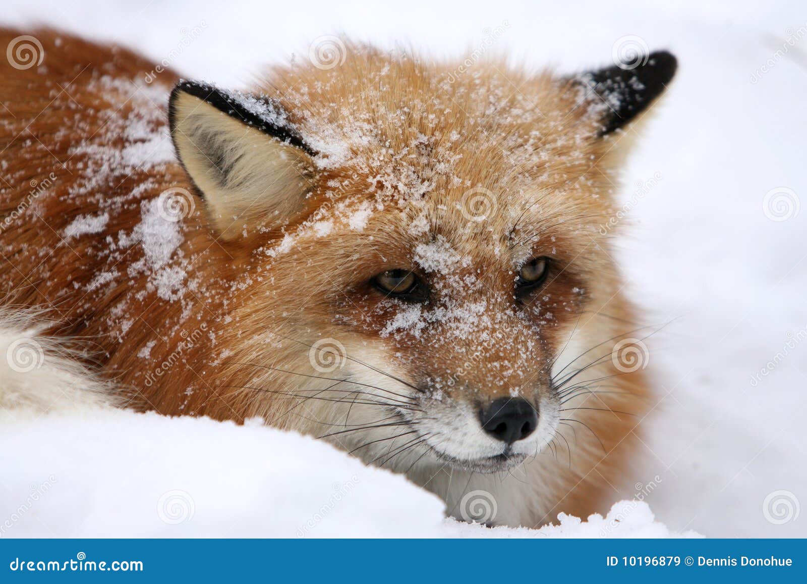 Red Fox in Snow stock image. Image of hunt, look, fauna - 10196879