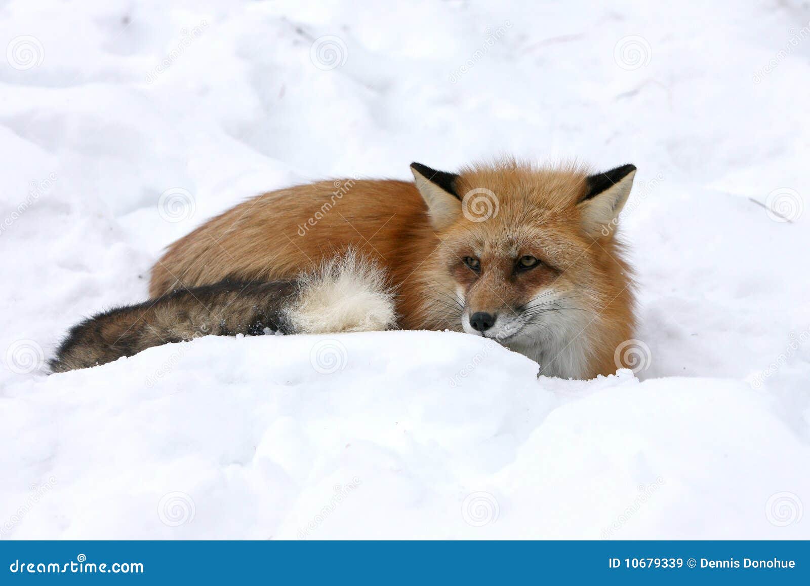 Red Fox in Snow stock image. Image of look, mammal, taiga - 10679339
