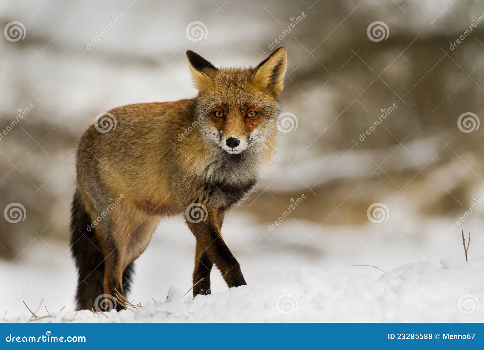 Red fox in the snow stock photo. Image of orange, canine - 23285588