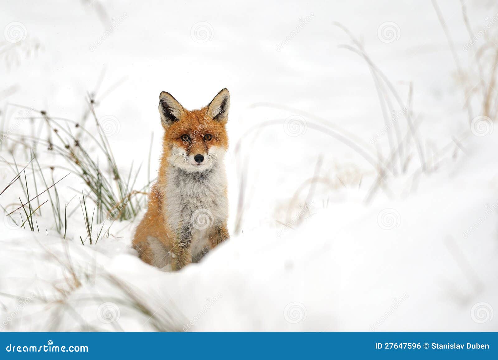 Red fox in the snow stock photo. Image of wildlife, outdoor - 27647596