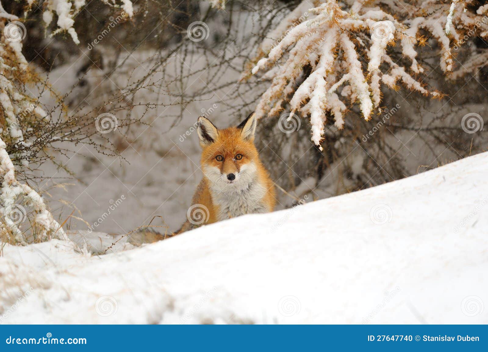 Red fox in the snow stock photo. Image of barking, outdoor - 27647740