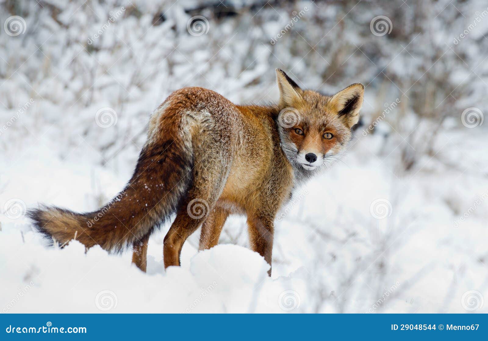 Red Fox in the snow stock photo. Image of portrait, stare - 29048544