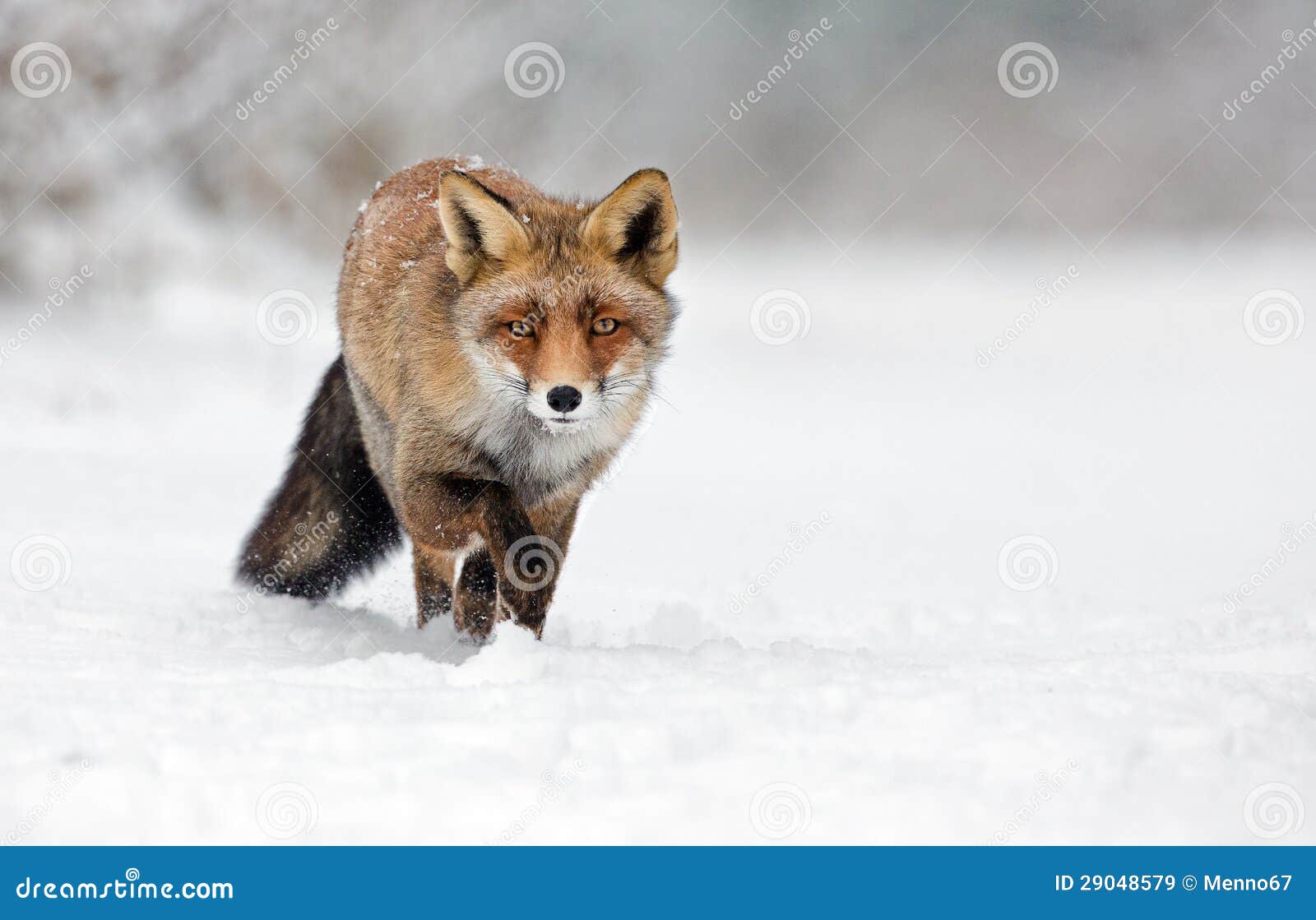 Red Fox in the snow stock image. Image of landscape, hunt - 29048579