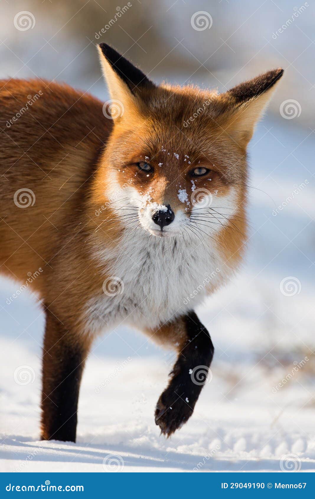 Red Fox in the snow stock photo. Image of devious, snow - 29049190