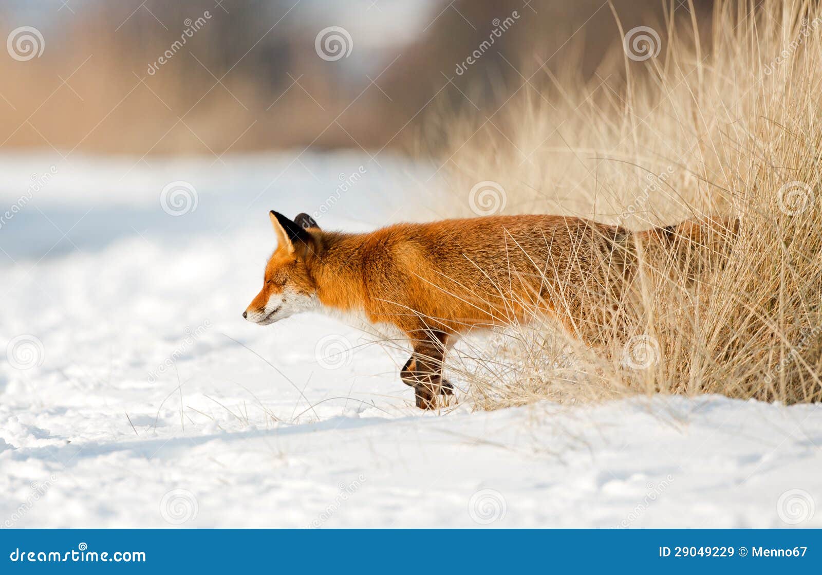 Red Fox in the snow stock image. Image of stare, vulpes - 29049229