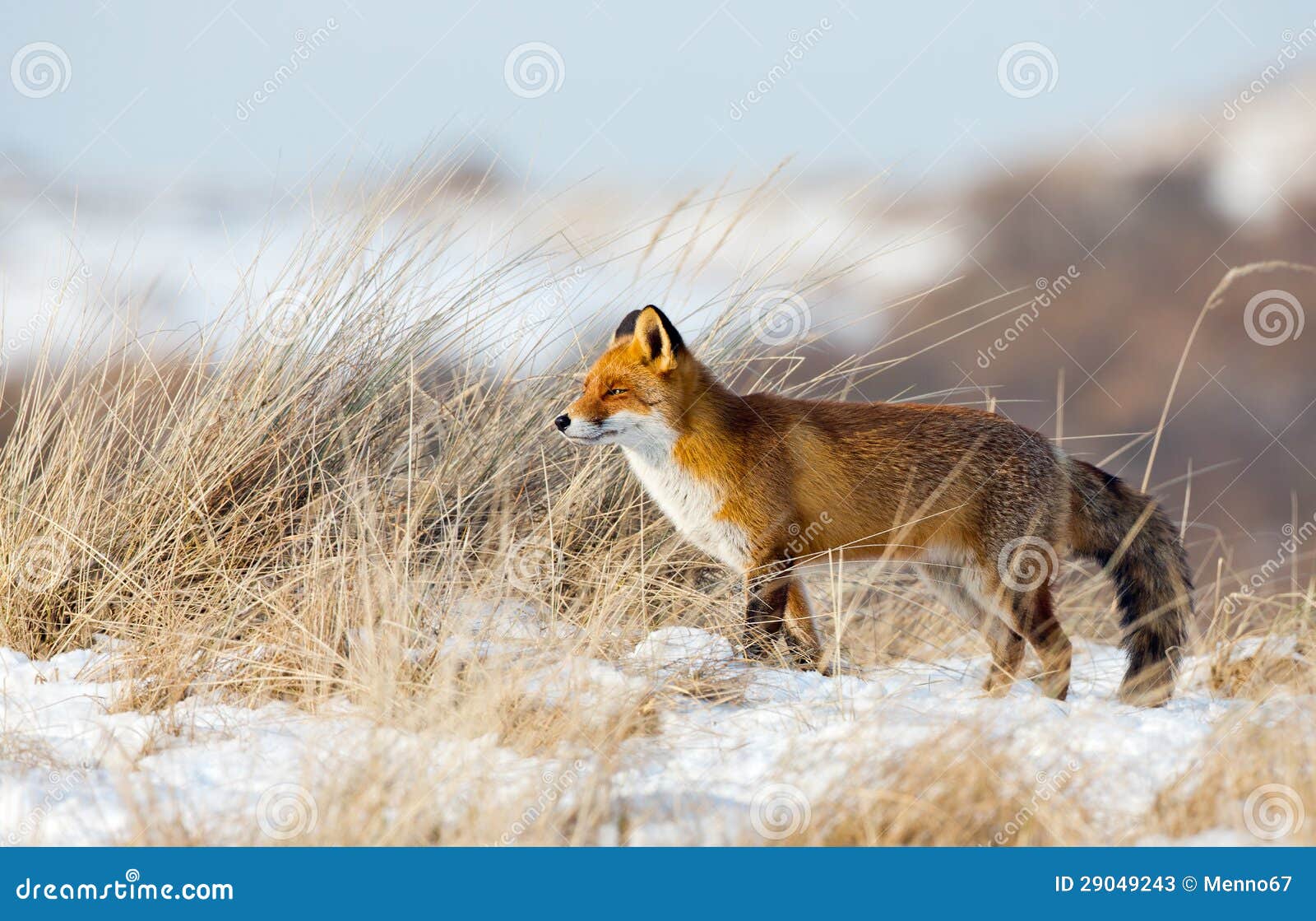 Red Fox in the snow stock image. Image of mammal, landscape - 29049243