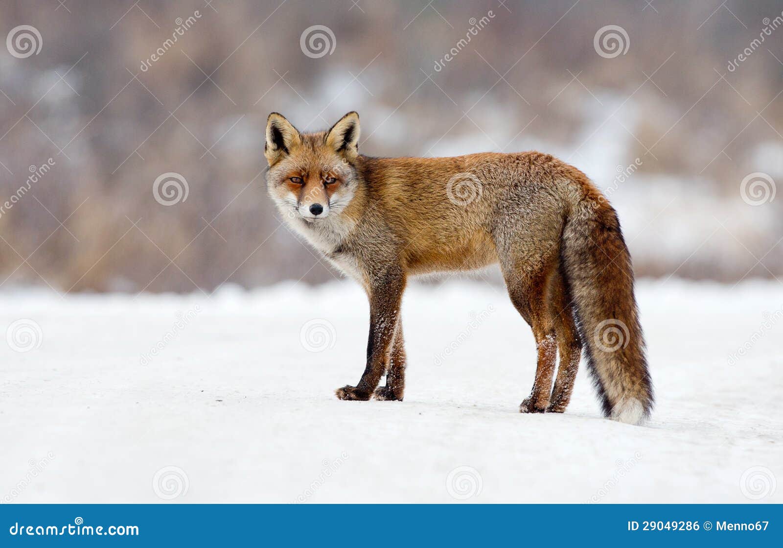 Red Fox in the snow stock photo. Image of burrow, white - 29049286