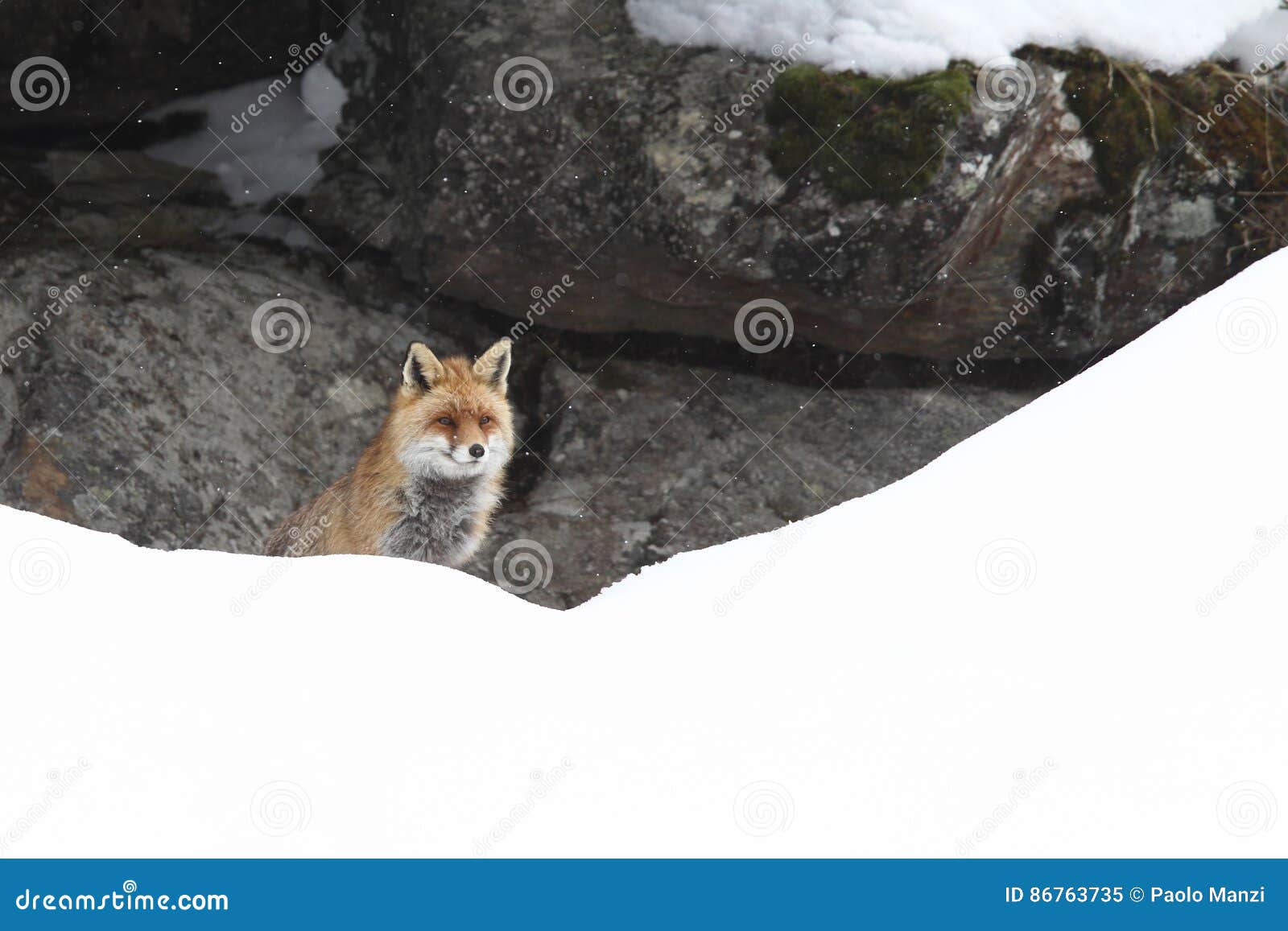 Red fox stock image. Image of nest, lesser, marmot, female - 86763735