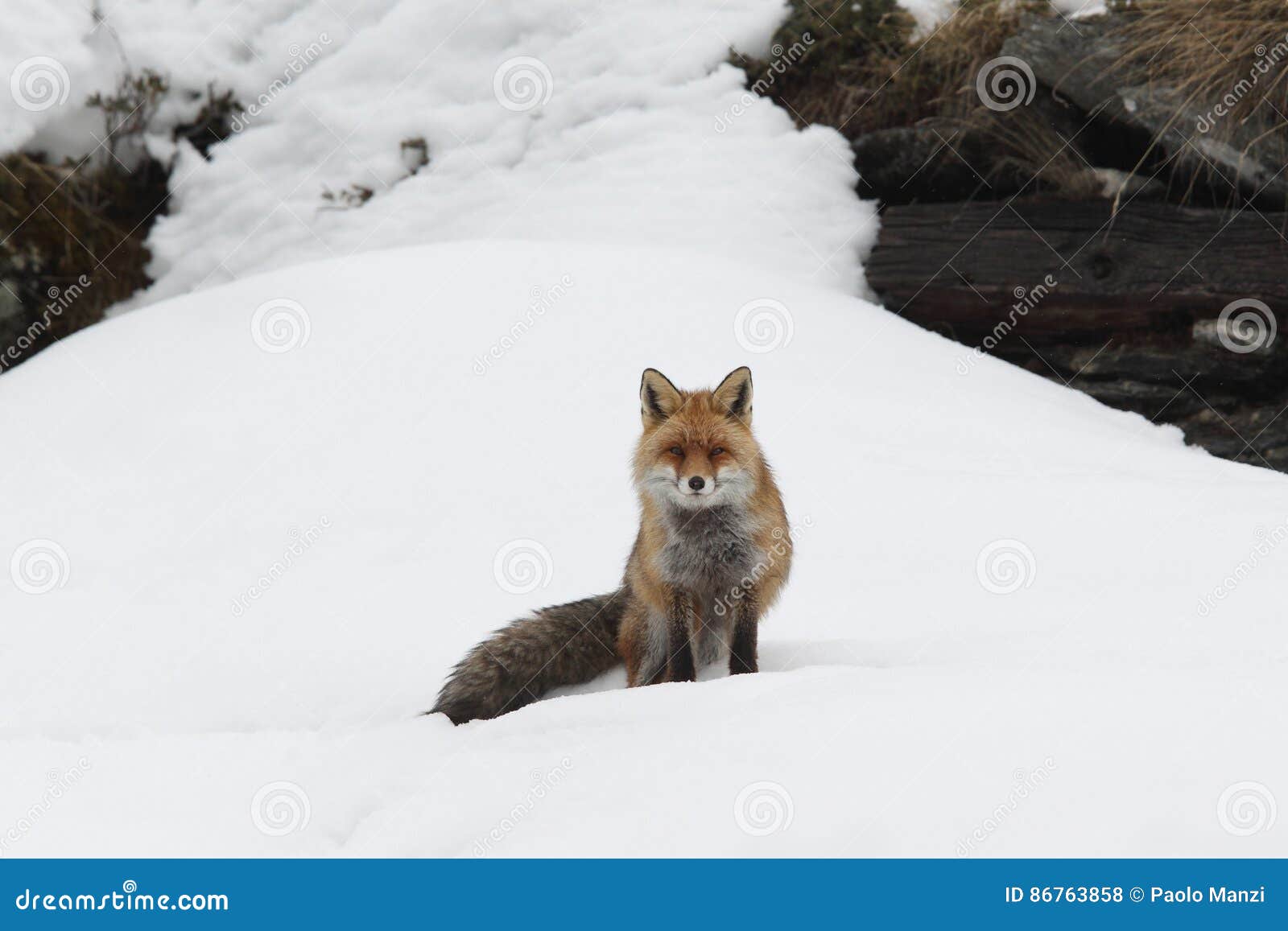 Red fox stock photo. Image of mouse, alpine, park, italian - 86763858
