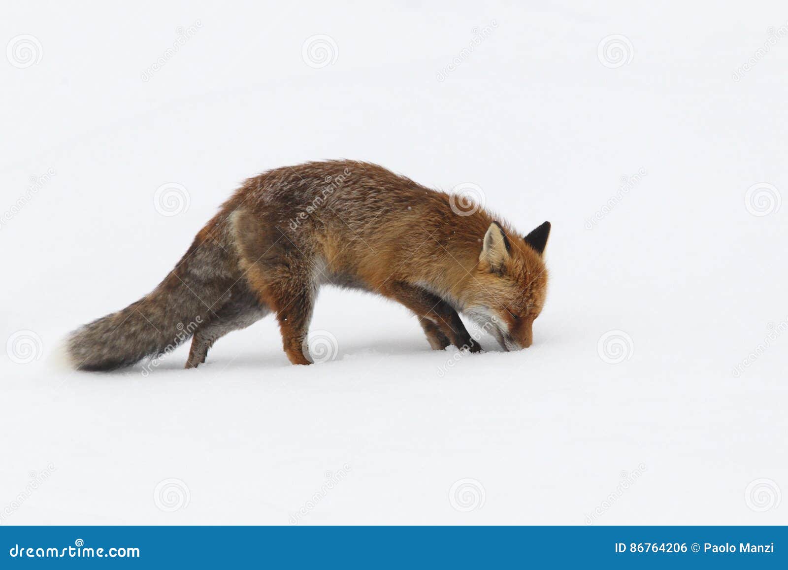 Red fox stock photo. Image of marmot, mating, autumn - 86764206