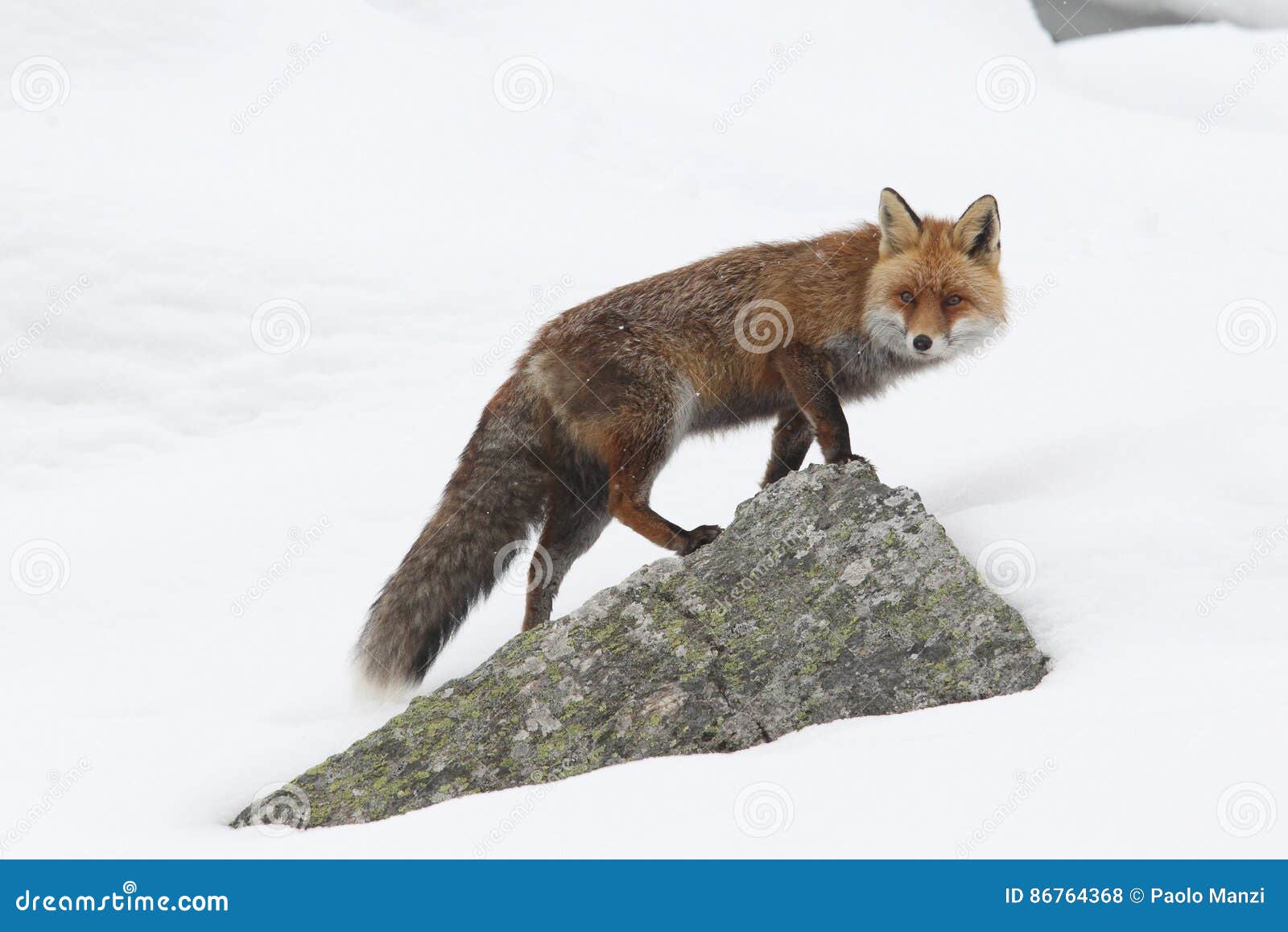 Red fox stock photo. Image of italian, high, national - 86764368
