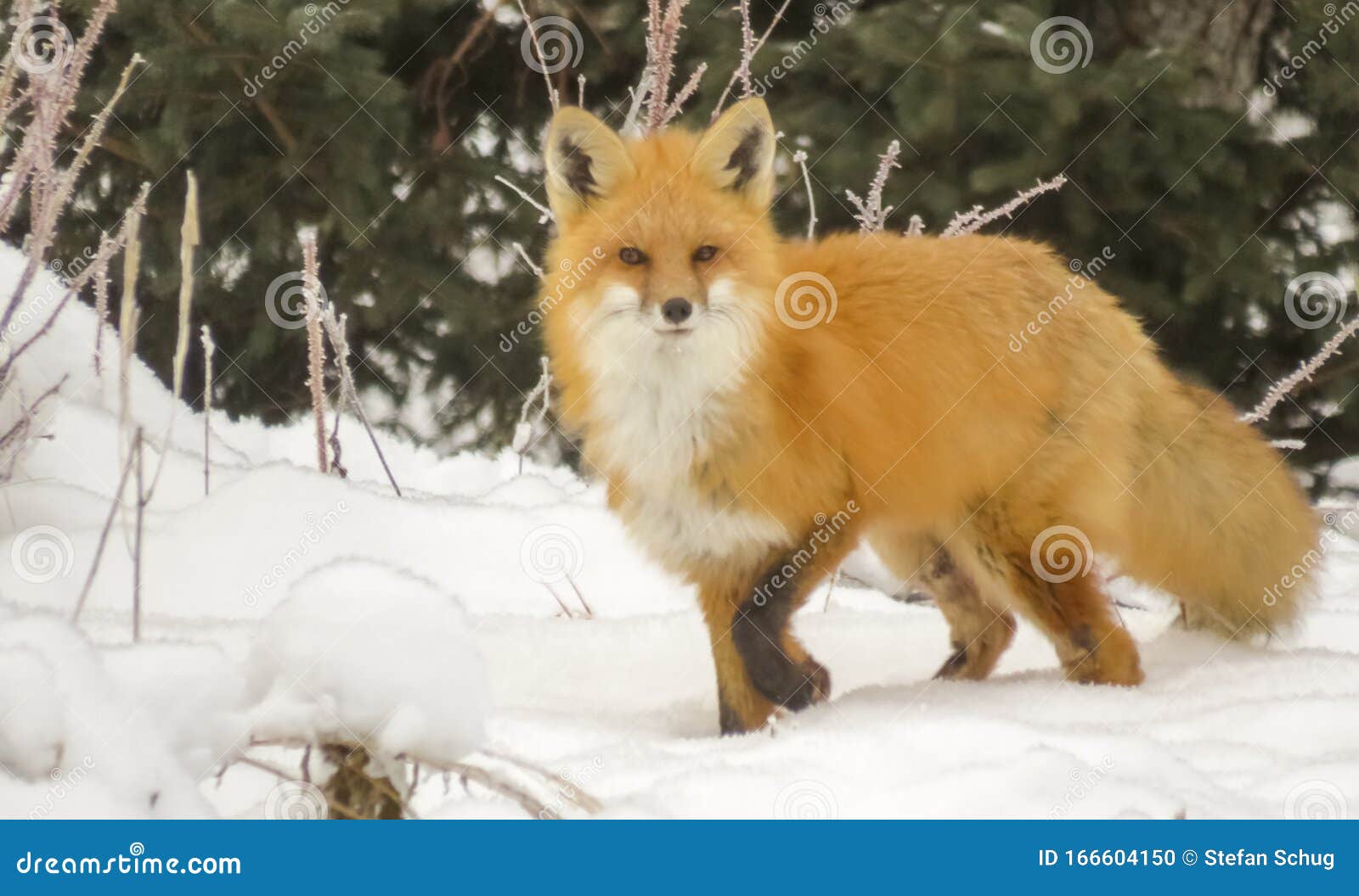 Red Fox in Snow stock photo. Image of furbearer, tail - 166604150