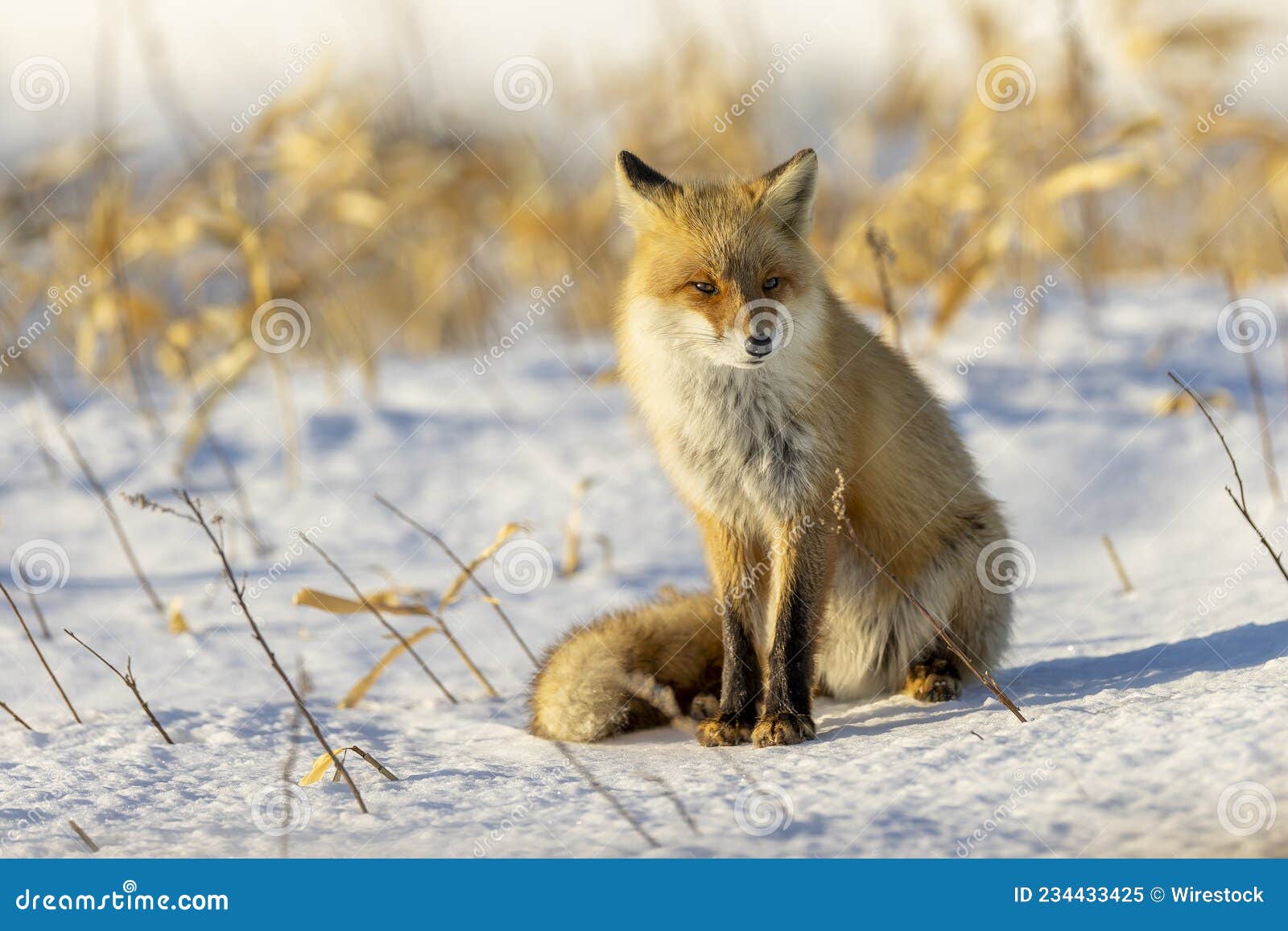 Red Fox in a Snow-covered Winter Landscape Stock Image - Image of ...