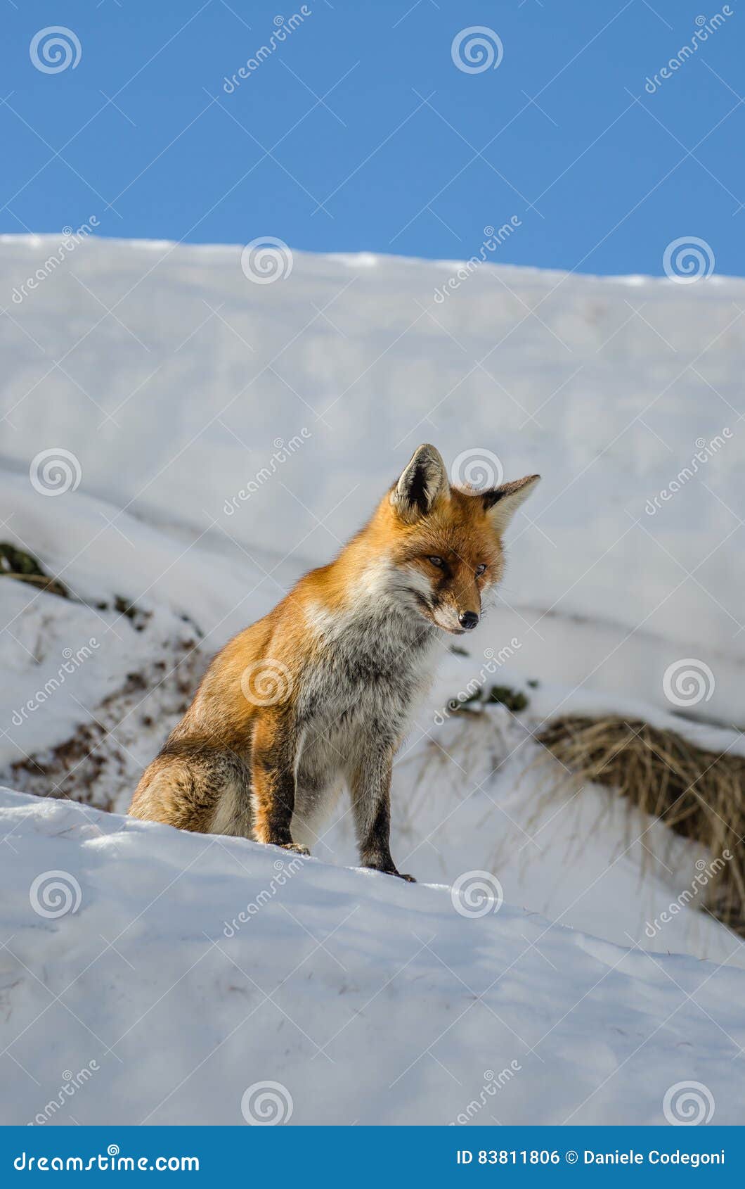 Red fox in the snow stock photo. Image of mammal, tail - 83811806