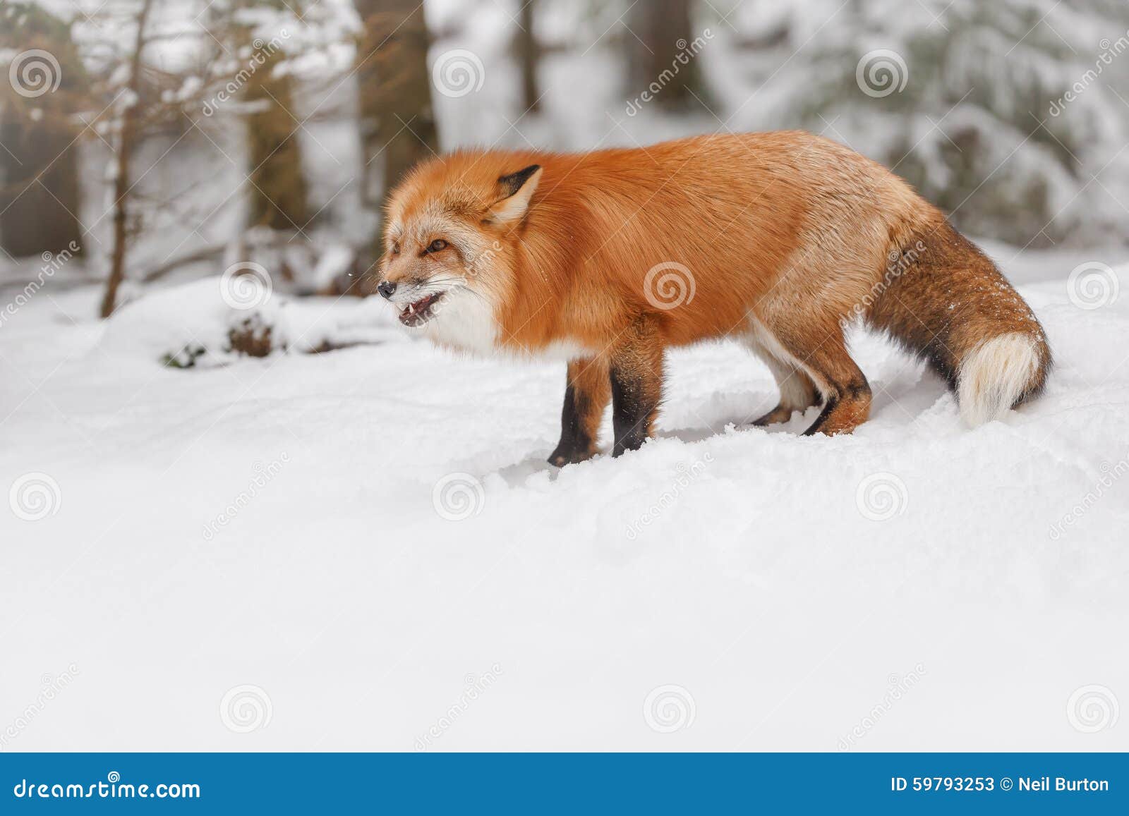 Red fox in snow stock image. Image of outdoors, mammal - 59793253