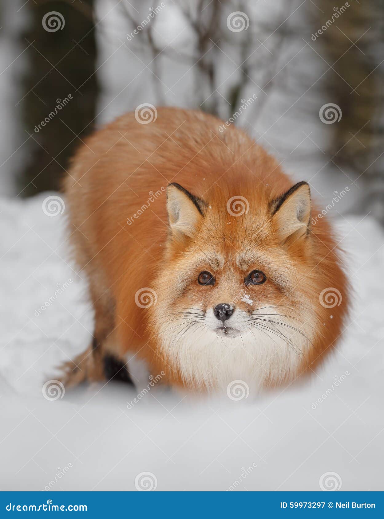 Red fox in snow stock image. Image of cute, norway, forest - 59973297