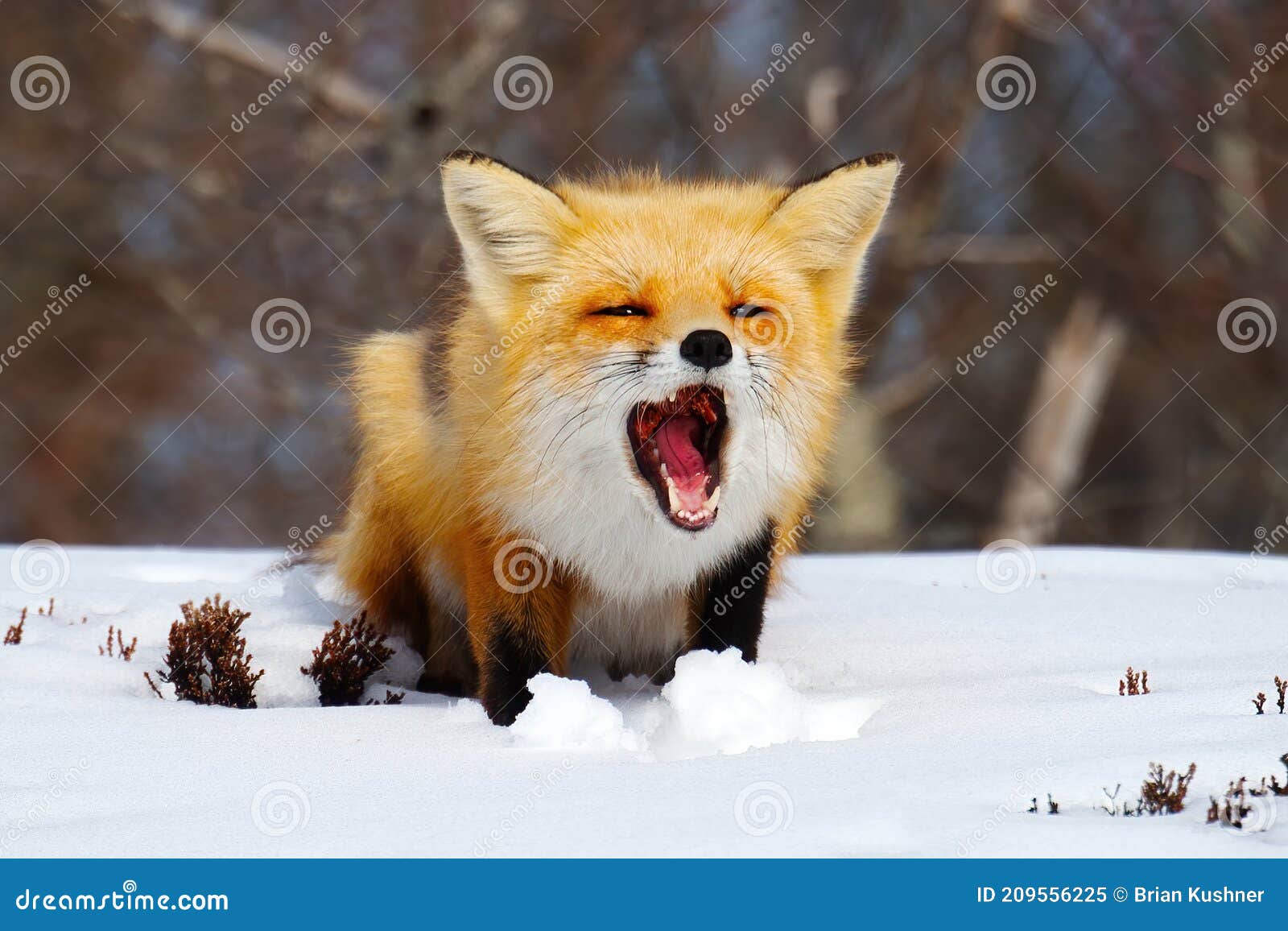A Red Fox in the Snow stock image. Image of canine, forest - 209556225